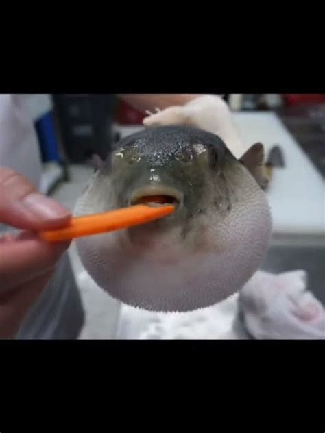 당근 아작아작 씹어먹는 복어 Youtube