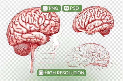 Exploring The Human Brain Anatomy Structure And Functions In