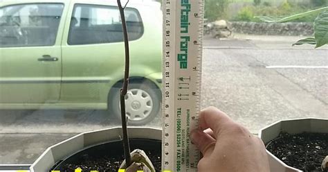 Avacado Tree Album On Imgur