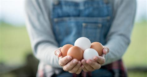 Heres Why Eggs Are Different Colors TwistedSifter