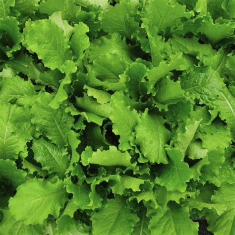 Lettuce Skirt Green 청치마 상추 Kseedz