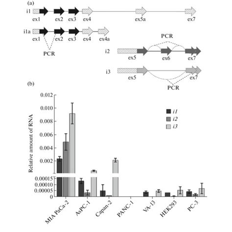 Comparative Analysis Of Relative Expression Rt Pcr Of Different Casc8