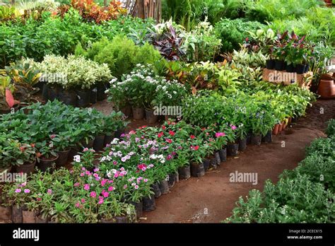 A Beautiful Place Of Nursery Of Flowers And Plants Of Different Kinds Kept On The Ground Stock