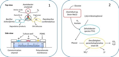 design analysis and application of synthetic microbial consortia