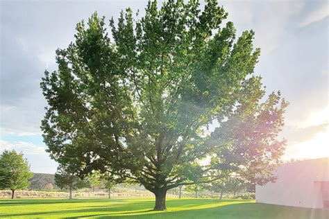 The Tree That Bill Hatch ‘built San Juan College