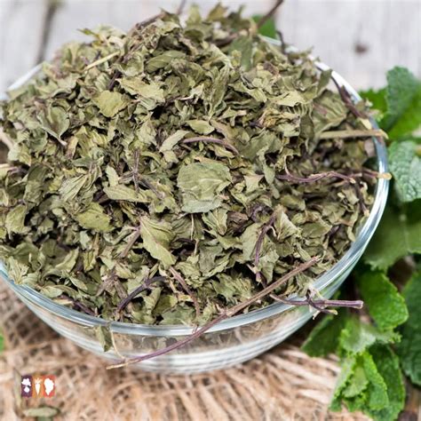 How To Dry Mint Leaves 3 Ways To Dry Mint Leaves Qkoge