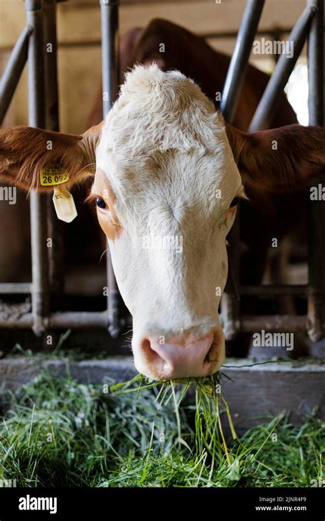 Production De Lait De Foin Sur Une Ferme En Bavière Au 15 Juin 2022