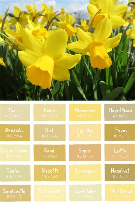 Colors Of Daffodil Flowers