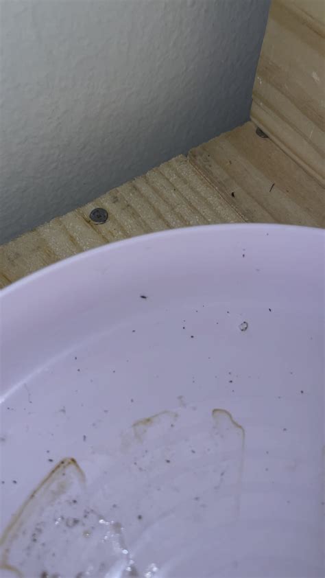 Are These Bugs Are Springtails R Springtail