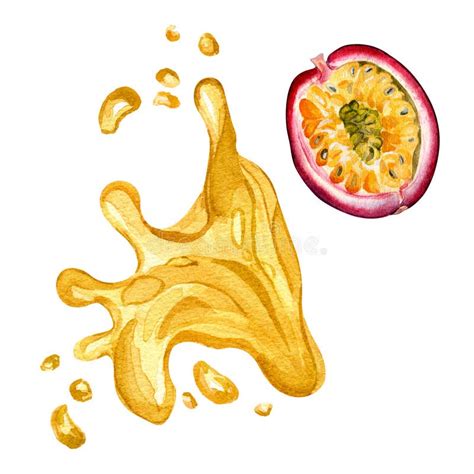 Purple Passion Fruit And Splash Juice Watercolor Illustration Isolated