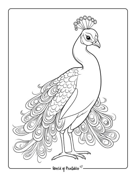 Peacock Coloring Sheets