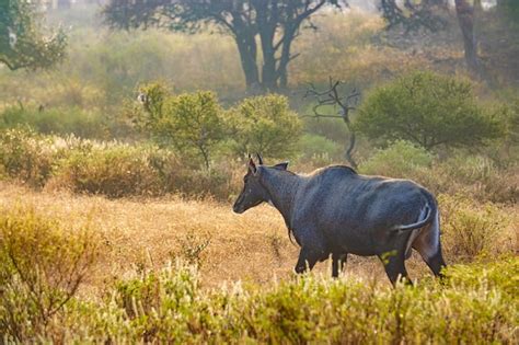Premium Photo Nilgai Or Blue Bull Is The Largest Asian Antelope And