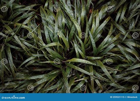 Closeup Of Wet Grass With Water Droplets Captured After Rain Stock