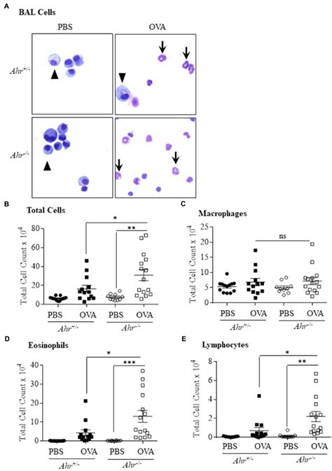 Aryl Hydrocarbon Receptor Ahr Reduces Ovalbumin Ova Induced