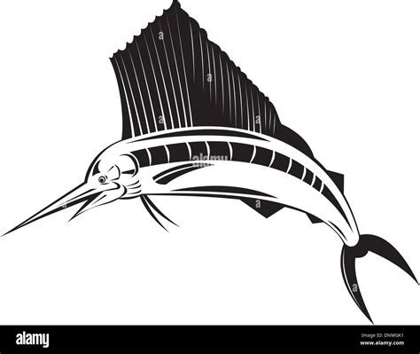 Ilustración de un pez vela peces saltando Imagen Vector de stock Alamy