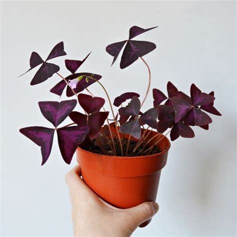 Oxalis Triangularis Drooping