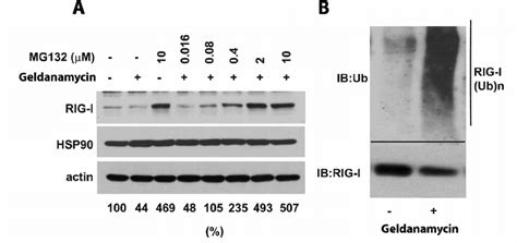 Hsp90 Protects Rig I From Proteasomal Degradation And Ubiquitination