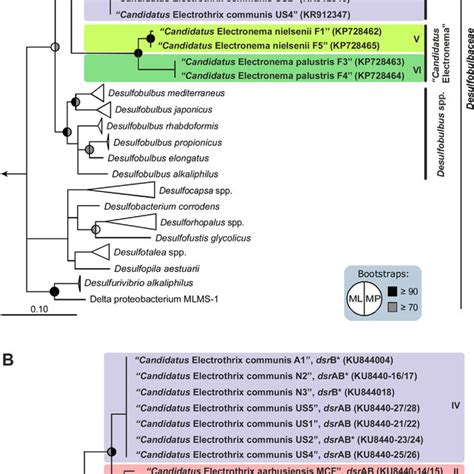 A Consensus Tree Of Full Length 16s Rrna Gene Sequences Of Cable