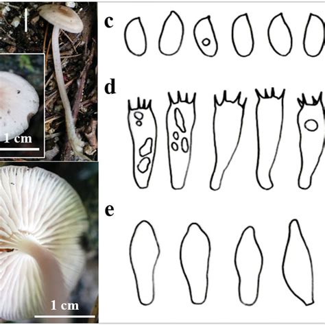 The Basidiocarp Surface A And B And Microscopic Features C E Of Download Scientific
