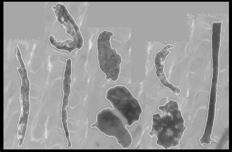 Particle Size Analysis RTI Laboratories