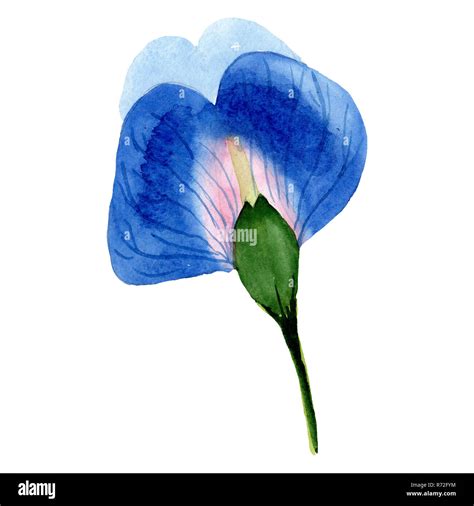Blue Sweet Pea Flower Isolated Sweet Pea Illustration Element