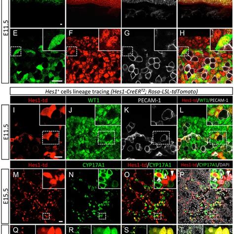 Lineage Tracing Analysis Of The Wt1 Cells In The Fetal Testis