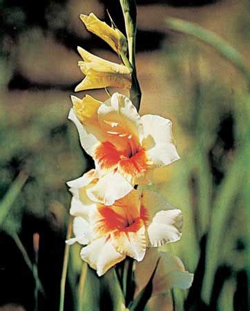 Gladiolus Plant Genus Britannica