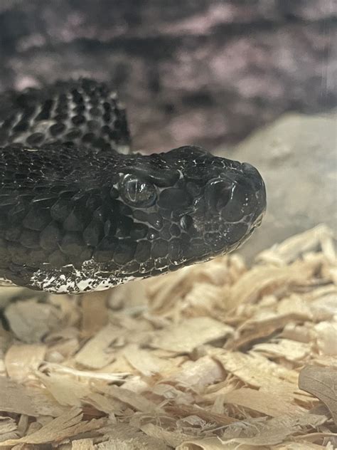 Timber Rattlesnake Zoochat