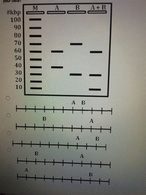 Solved You Ran An Experiment In Lab On A Piece Of Linear Dna