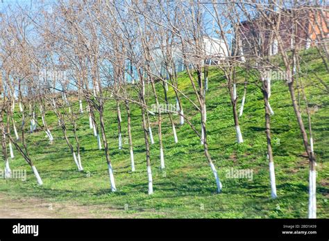 Seedlings Of Trees And Green Grass Stock Photo Alamy