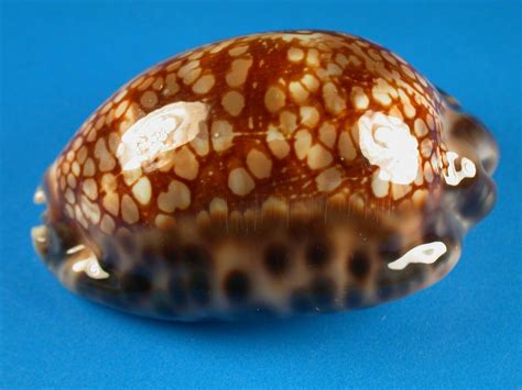 Cypraea Maculifera Hawaiiensis Dark Heavy Callous 60 3mm Hawaii