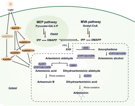 The Artemisinin Biosynthetic Pathway And Its Regulatory Network In