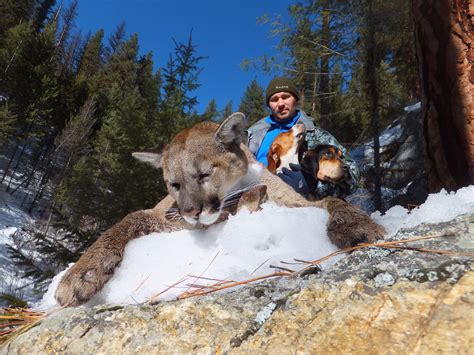 Idaho Elk Hunting Guided Camp And Lodge Hunts Silver Spur Outfitters