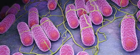 Salmonellen Symptoms Transferability Treatment Landr Prevent And