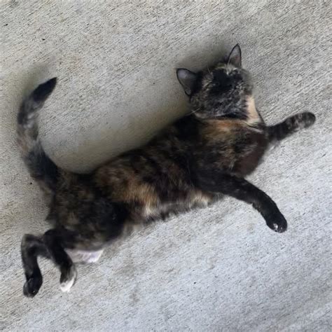 Little Miss Cutie Rtorties