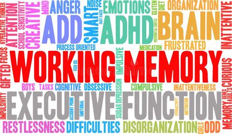 Working Memory And Conscious Awareness Outline Diagram Vector
