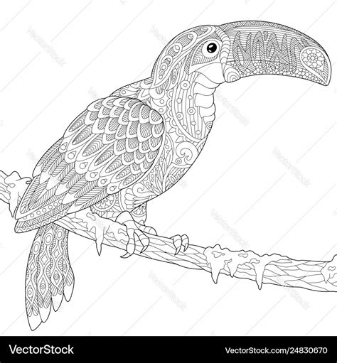 Toucan Adult Coloring Page Royalty Free Vector Image