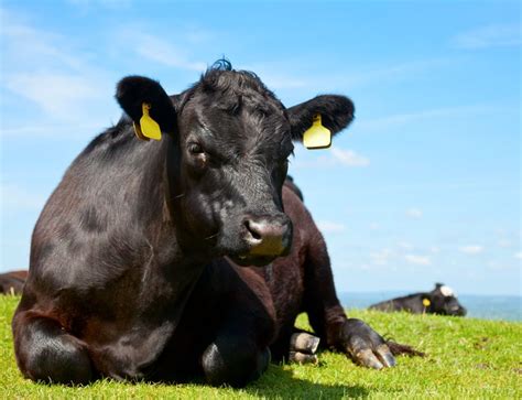 Beef Feed Efficiency Programme Widens Data Network To Three New Farms