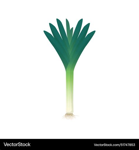 Organic Leek Green Leaf Stem And Roots Of Fresh Vector Image