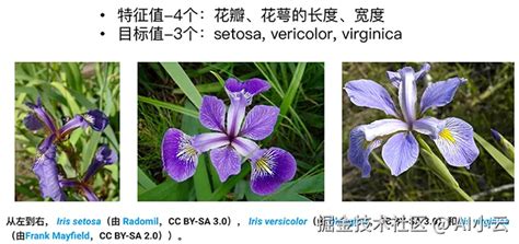 【机器学习与实战】分类与聚类算法：knn鸢尾花分类 技术栈