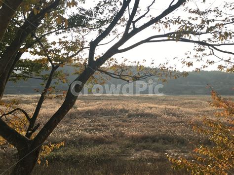 가을 단풍 낙엽 바람 쓸쓸함 사진이미지일러스트캘리그라피 햄2작가