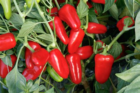 Ruby Delite Pepper Not Treated Seedway