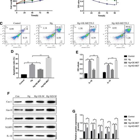 High Glucose Regulated Ptenakt Signal Pathway In Rpe Cells By