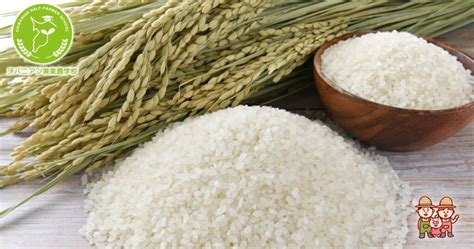 米の未来を変える品種改良の全貌