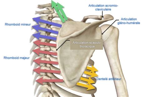 Understanding Snapping Scapula Syndrome Osteomag
