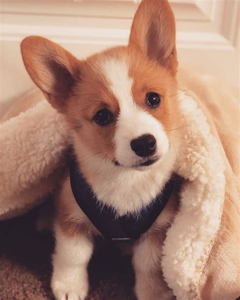 Эстетика корги фото и картинки Abrakadabra Fun