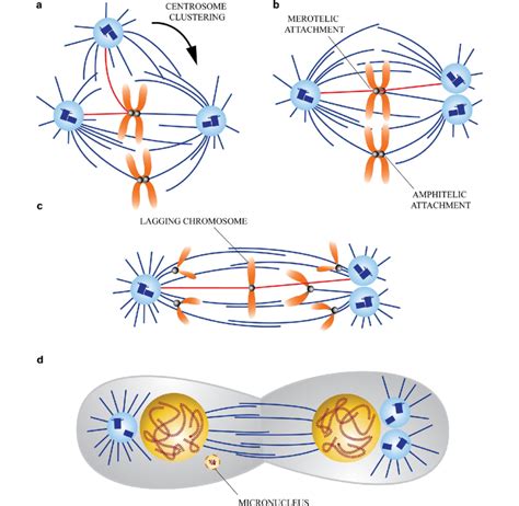 Illustration Of Mitotic Centrosome Clustering And The Chromosomal