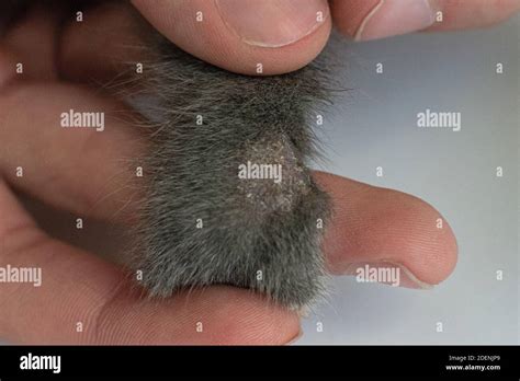 Deprive Close Up On The Skin Of A Cat Diseases Of Pets Treatment Of Fungal Diseases At The