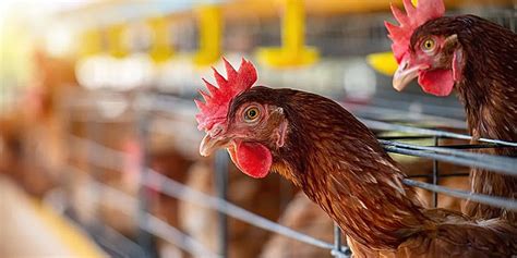 No Were Not One Mutation Away From An H5n1 Bird Flu Pandemic—heres