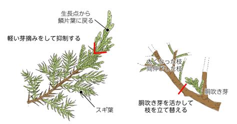 スギ葉とはなにか｜キミのミニ盆栽びより